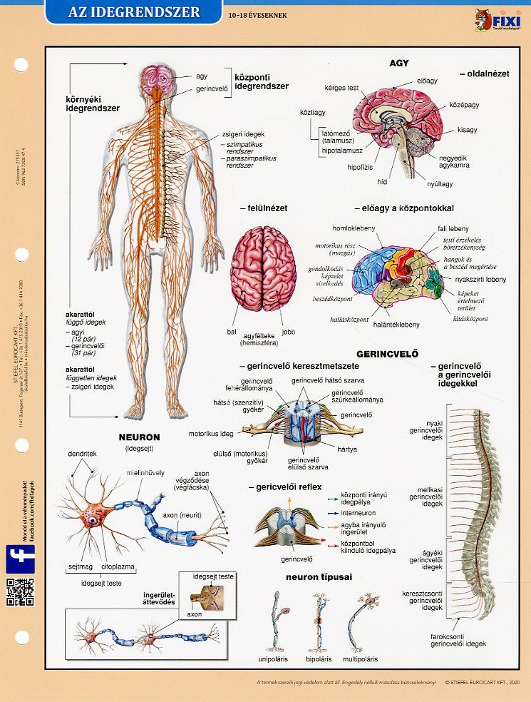 Az idegrendszer A/4 (fixi tanulói munkalap)-KELLO - Könyvtárellátó ...